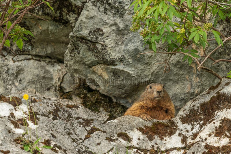 Closeup Shot of Gray Marmot on Its Habitat Stock Photo - Image of ...