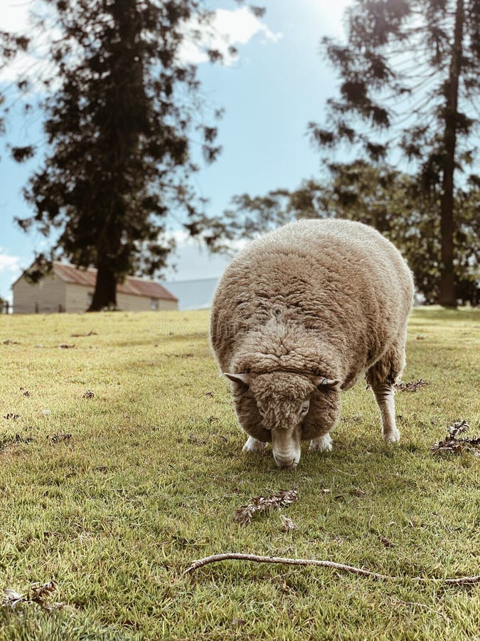 Closeup Shot of Grazing, Funny, Fat Sheep Stock Image - Image of sheep ...