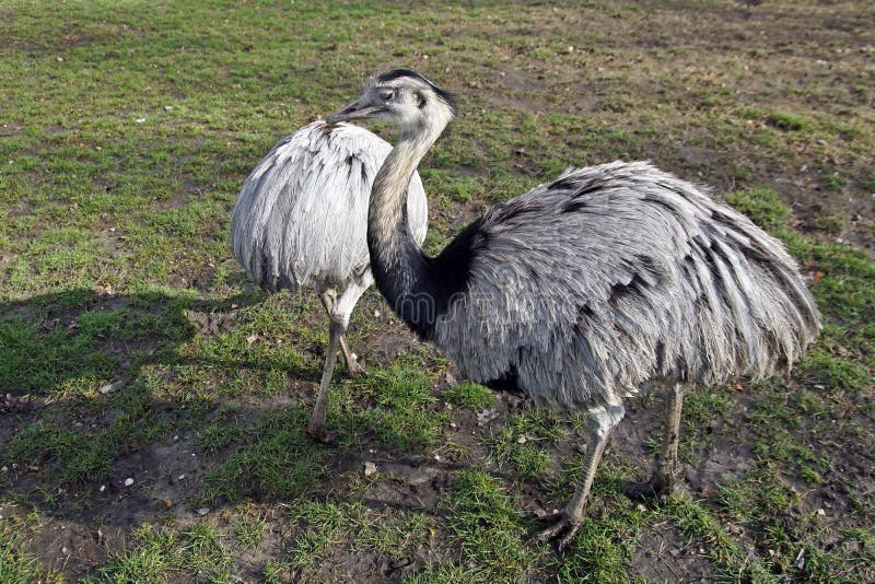Closeup Shot of Greater Rhea Stock Image - Image of feathers, natural ...