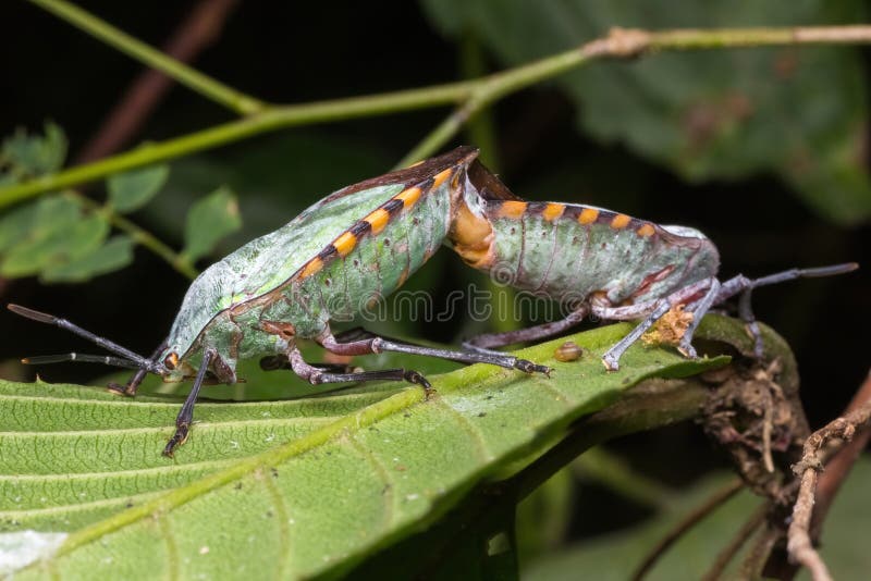 Green Assassin Bug Mating in Nature Stock Image - Image of dark, garden ...