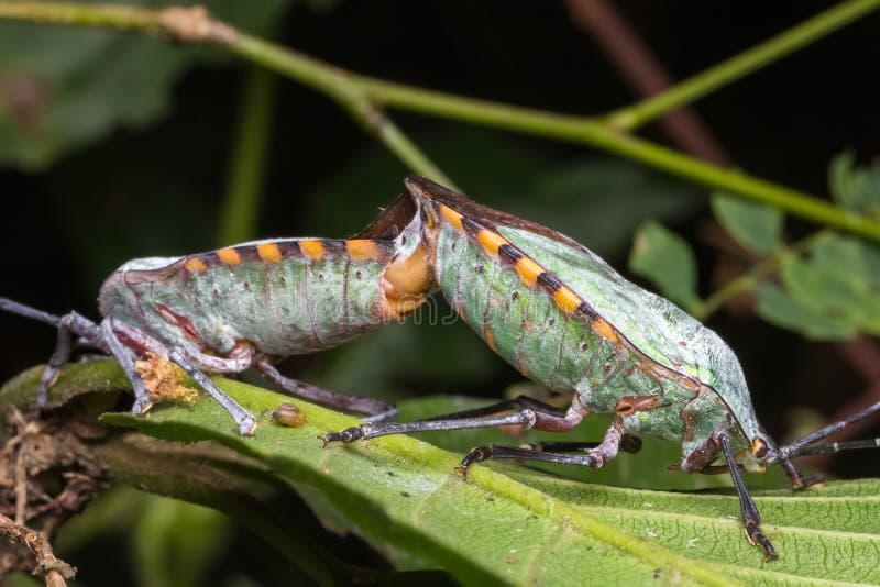 Green Assassin Bug Mating in Nature Stock Photo - Image of branch ...