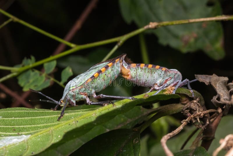 Assassin bug mating stock photo. Image of close, animal - 6967630