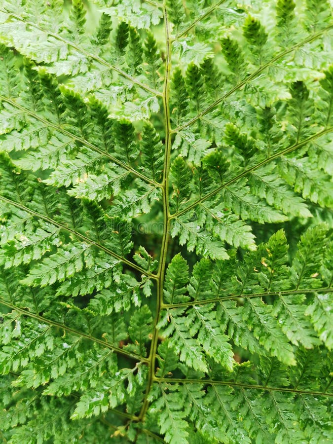 283 Eagle Fern Photos - Free & Royalty-Free Stock Photos from Dreamstime