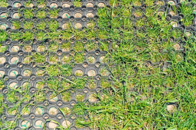 Closeup Shot of Green Grass and Mat during Daytime Stock Photo - Image ...