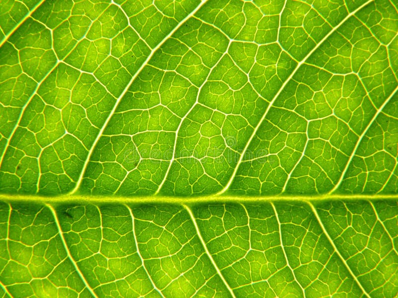Closeup Shot of a Green Leaf with Interesting Textures Stock Image ...