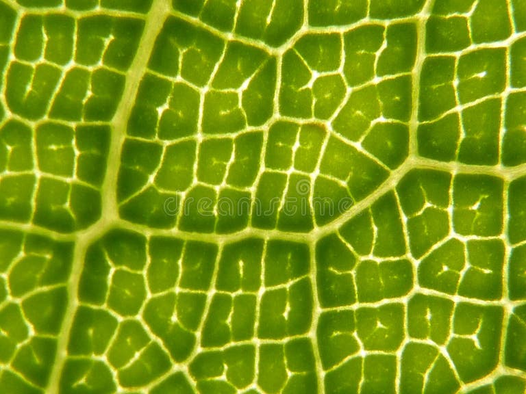 Closeup Shot of a Green Leaf Patterns with Reticulate Veins Stock Photo ...