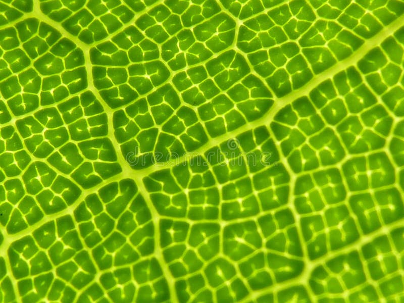 Closeup Shot of a Green Leaf Patterns with Reticulate Veins Stock Photo ...