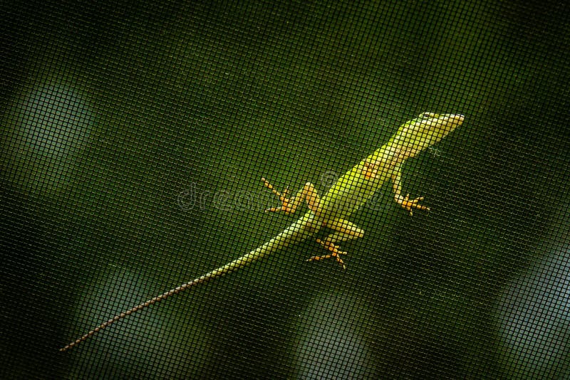 Lizard and net stock photo. Image of lizard, changeable - 2367152