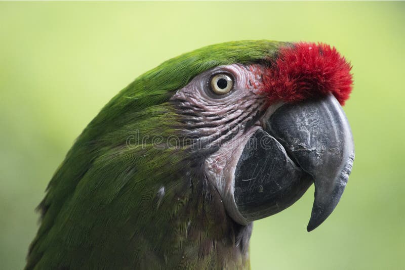 Closeup Shot of the Green Parrots Head with Red and White Feathers ...