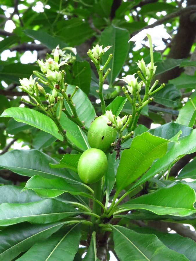 172 Shea Plant Stock Photos - Free & Royalty-Free Stock Photos from ...