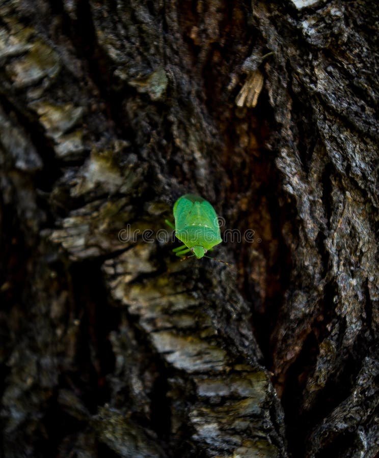 Closeup Shot of Green Stink Bug on Tree Bark Stock Image - Image of ...