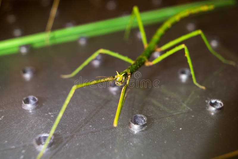 Closeup Shot of a Green Walking Stick Insect on a Metal Surface Stock ...