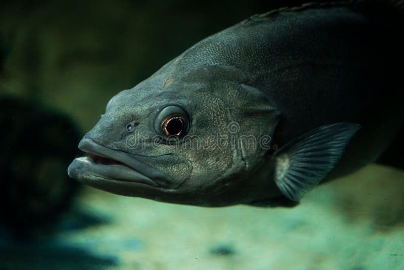 Closeup Shot of a Grey Fish Inside the Aquarium Stock Photo - Image of ...