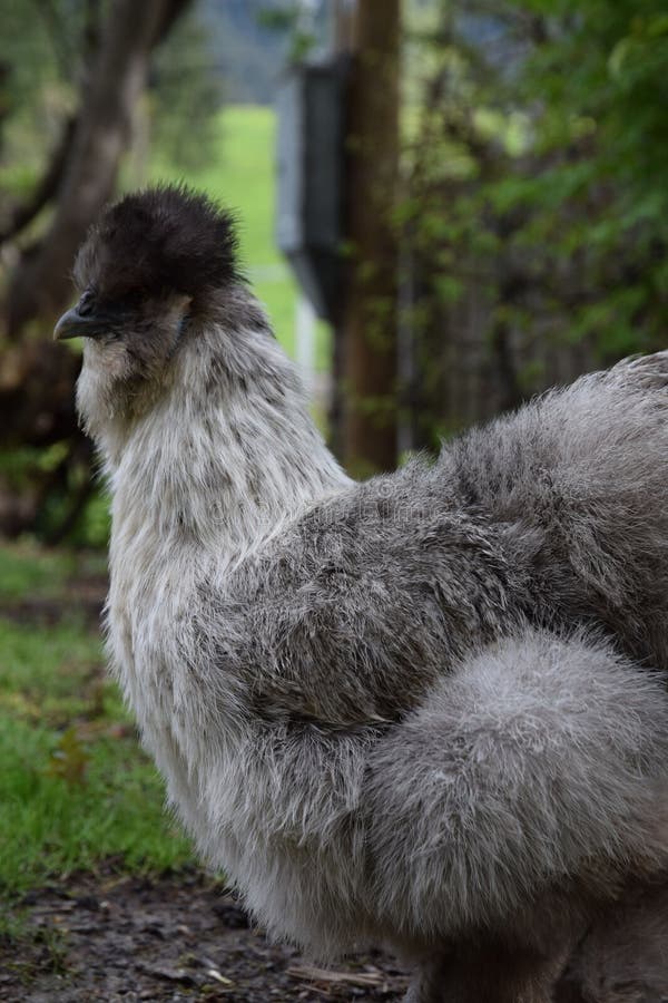 Closeup Shot of a Grey Silkie Chicken Stock Photo - Image of closeup ...