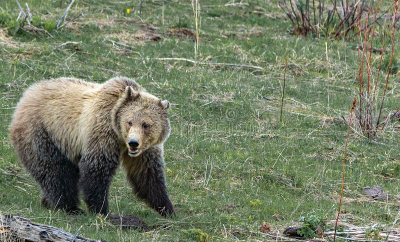 Closeup Shot of a Grizzly Bear Walking in a Field Stock Photo - Image ...