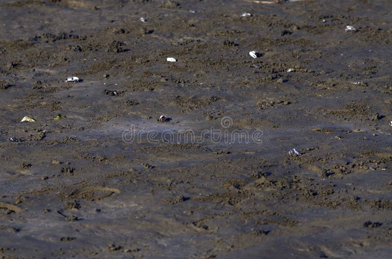 Closeup Shot of Ground Mud Texture Stock Image - Image of environment ...