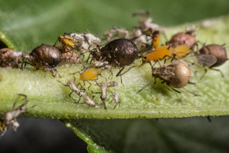 Closeup Shot of a Group of Aphids on a Leaf Stock Photo - Image of ...