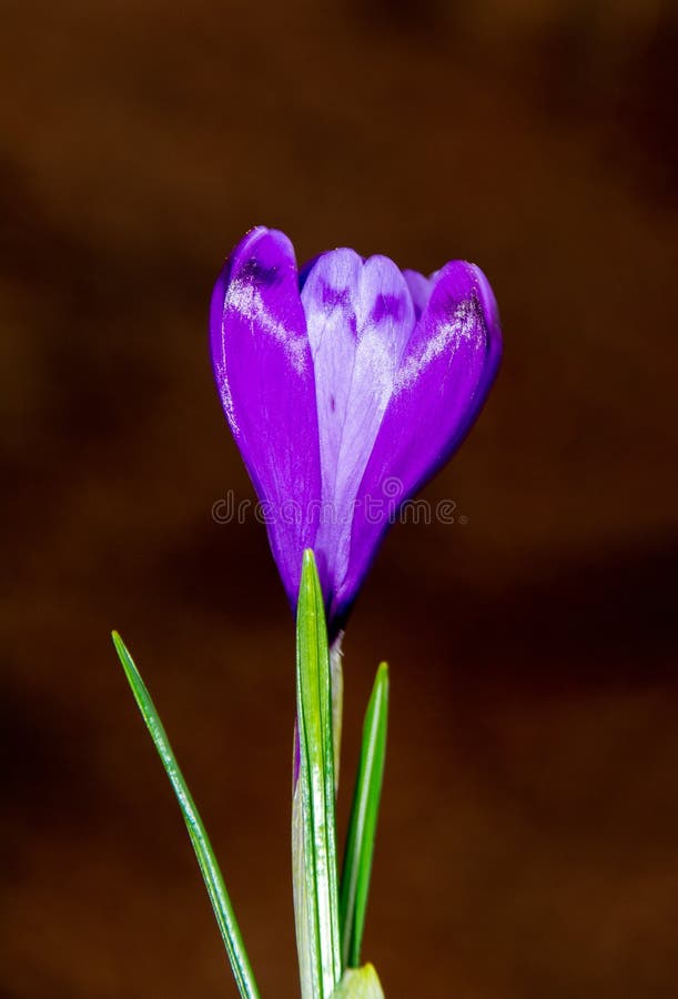 Group of crocuses stock image. Image of flowering, crocus - 176333033