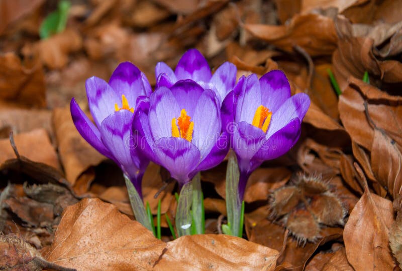 Group of crocuses stock image. Image of flowering, crocus - 176333033