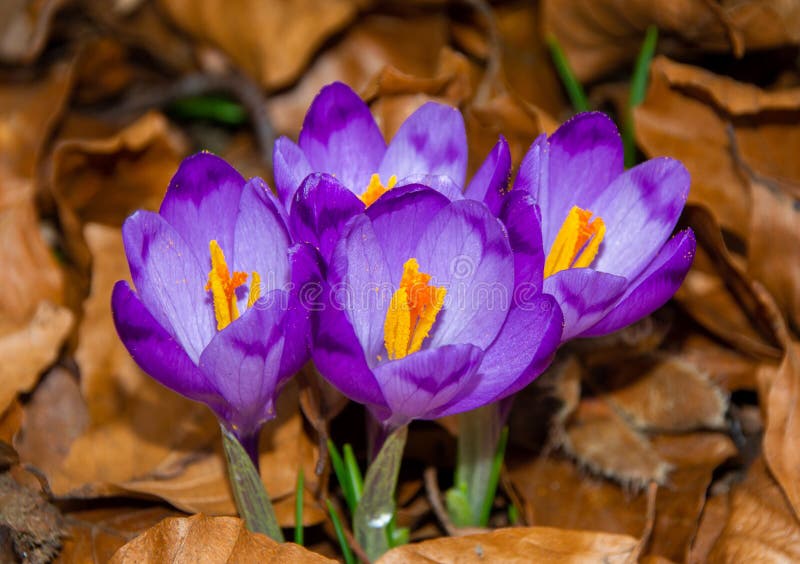 Group of crocuses stock image. Image of flowering, crocus - 176333033