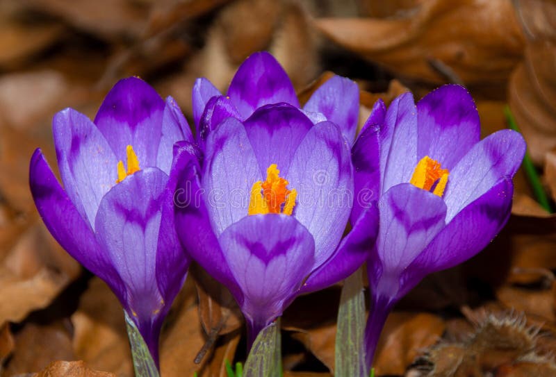 Group of crocuses stock image. Image of flowering, crocus - 176333033