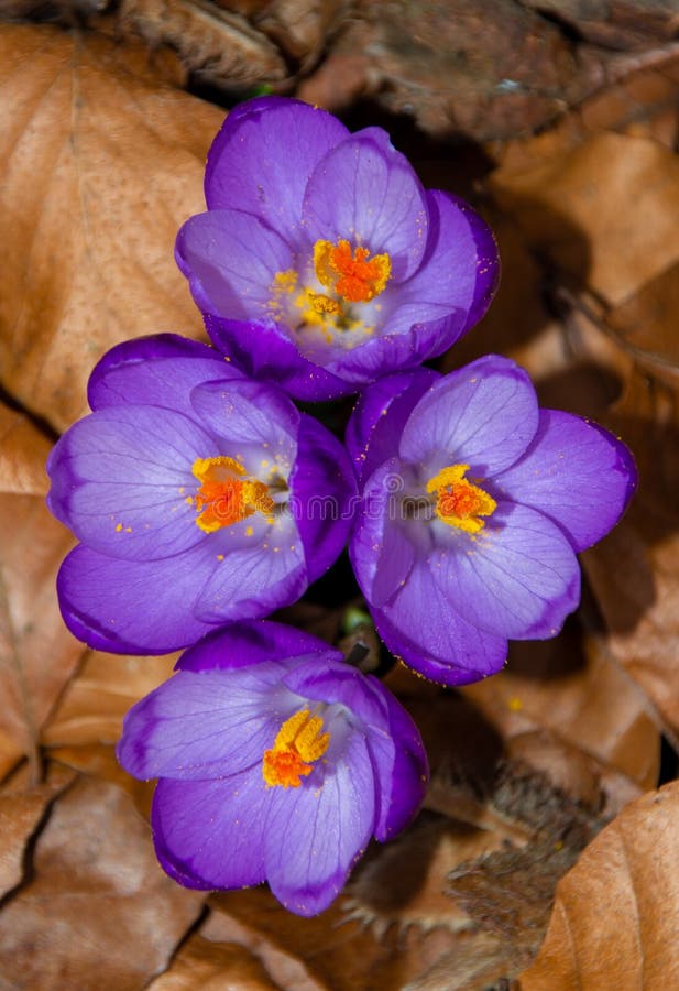 Group of crocuses stock image. Image of flowering, crocus - 176333033