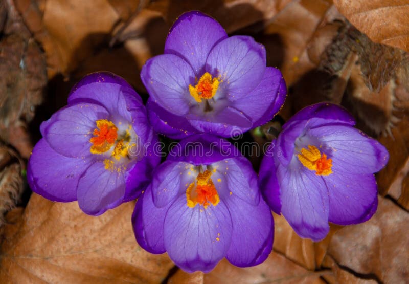 Group of crocuses stock image. Image of flowering, crocus - 176333033