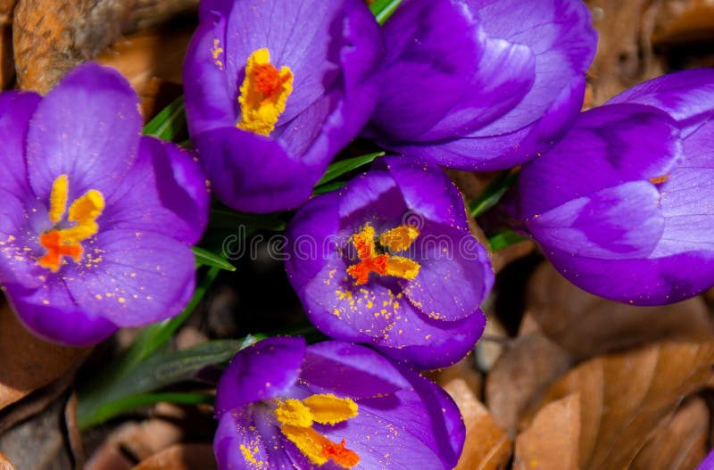 Group of crocuses stock image. Image of flowering, crocus - 176333033