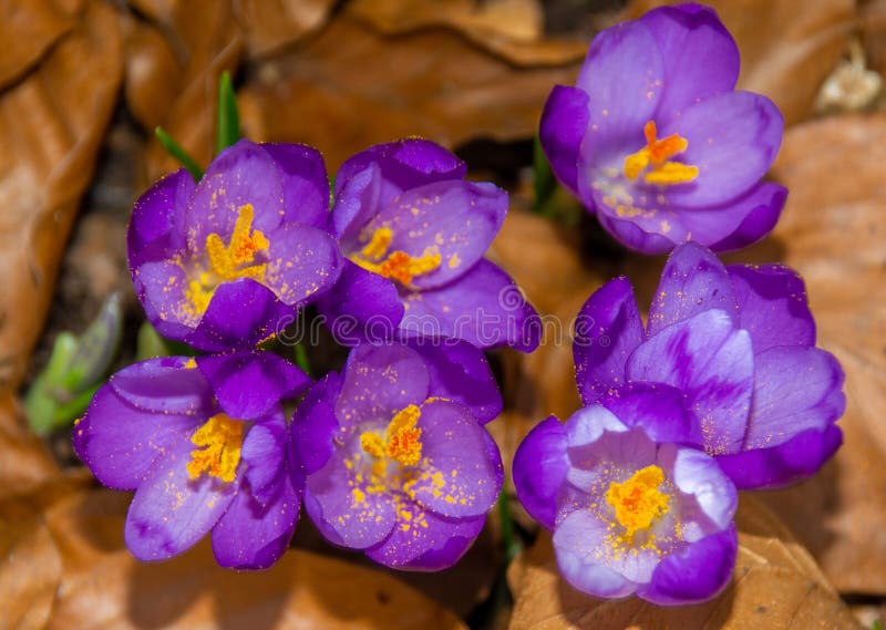 Group of crocuses stock image. Image of flowering, crocus - 176333033