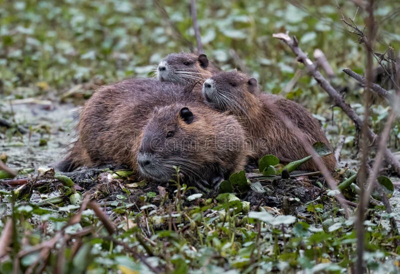 The Nutria Family at Dinner Stock Image - Image of invasive, tame ...