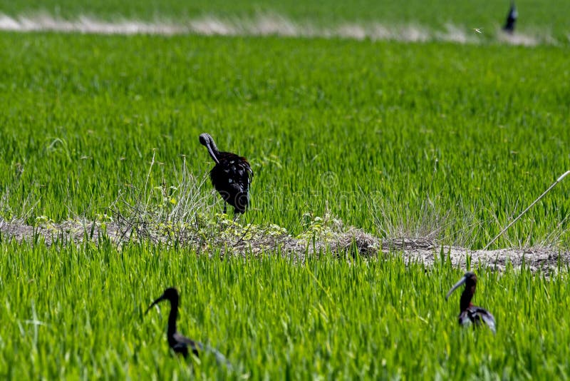 Group of glossy ibis stock photo. Image of providing - 118919346