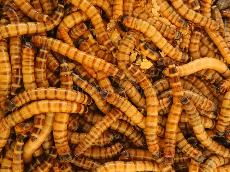 Superworms stock image. Image of shocking, fright, mealworm - 4188587