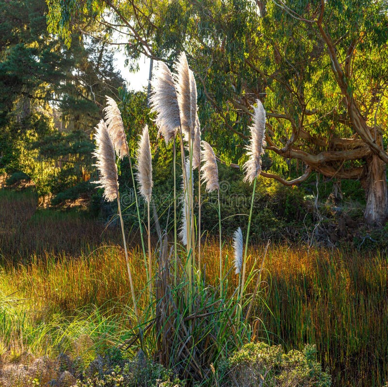 Closeup Shot White Pampas Grass Field Stock Photos - Free & Royalty ...
