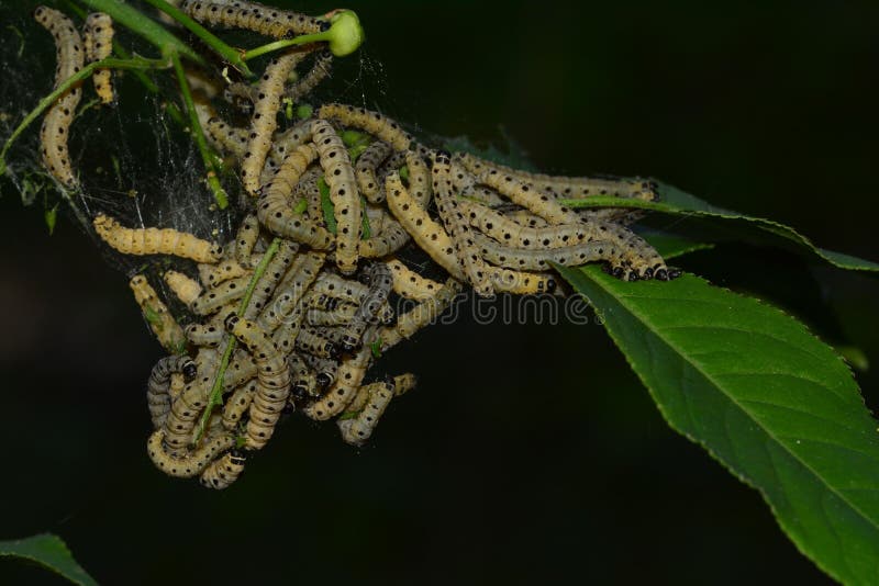 Closeup Shot of a Group of Worms on the Tree Branch with Spider Web ...