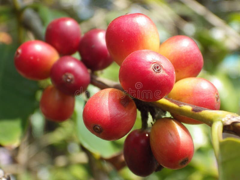Closeup Shot of Growing Buffaloberries on the Tree Branch Stock Photo ...