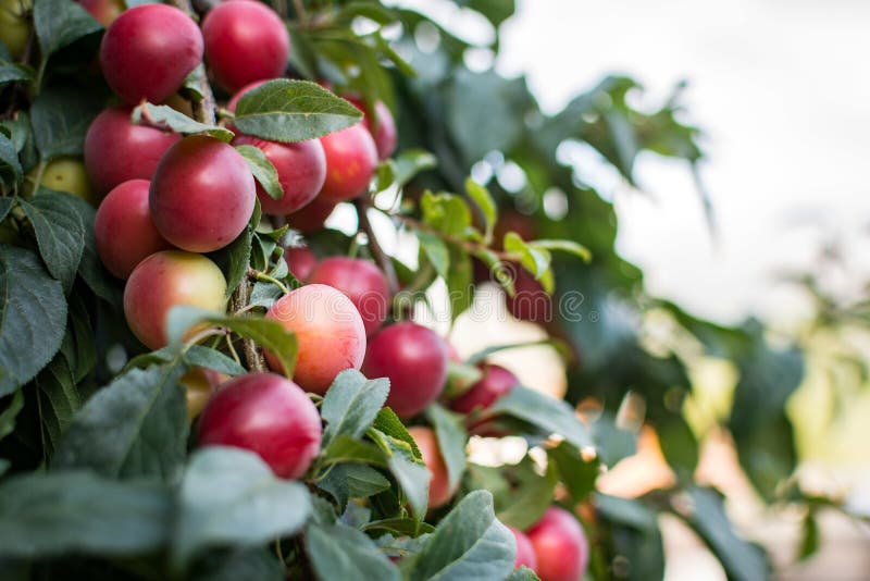 Closeup Shot of a Growing Columnar Apple Tree Stock Photo - Image of ...