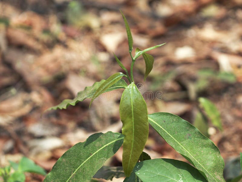 Closeup Shot of a Growing Mangoes Leaves Stock Image - Image of beauty ...