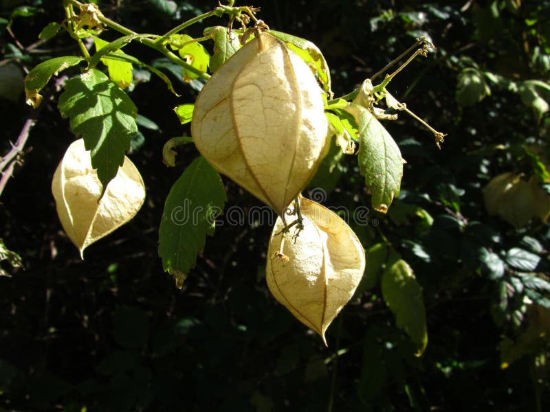 Physalis Plants are Unique and Rare Stock Photo - Image of rich, plants ...