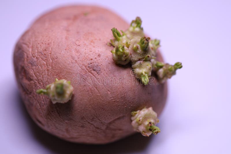 Closeup Shot of a Growing Potato Stock Photo - Image of storage ...