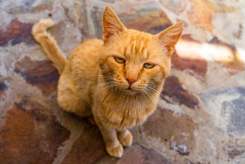 Ginger Grumpy Cat Standing Serious - Side Head View Stock Photo - Image ...