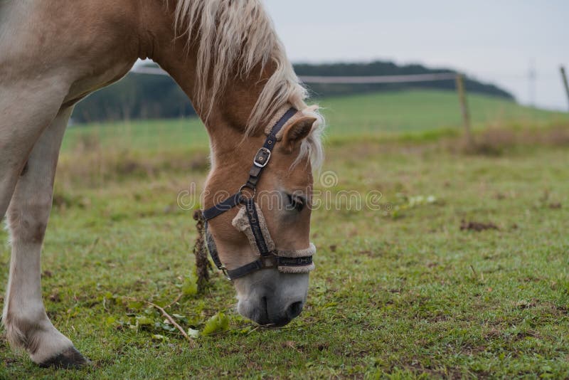 Closeup Shot of a Haflinger Horse Grazing in the Field. Stock Image ...