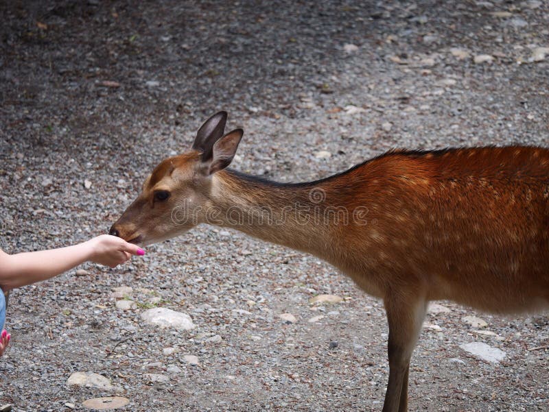 Closeup Shot of the Hand Feeding a Deer Stock Image - Image of deer ...