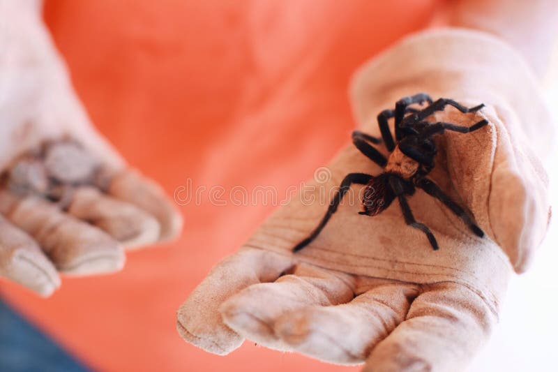 Closeup Shot of a Hand Holding a Tarantula Stock Image - Image of close ...