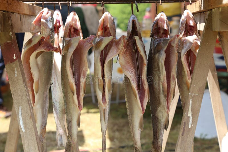 Closeup Shot of Hanging Fish Stock Photo - Image of fishing, sign ...