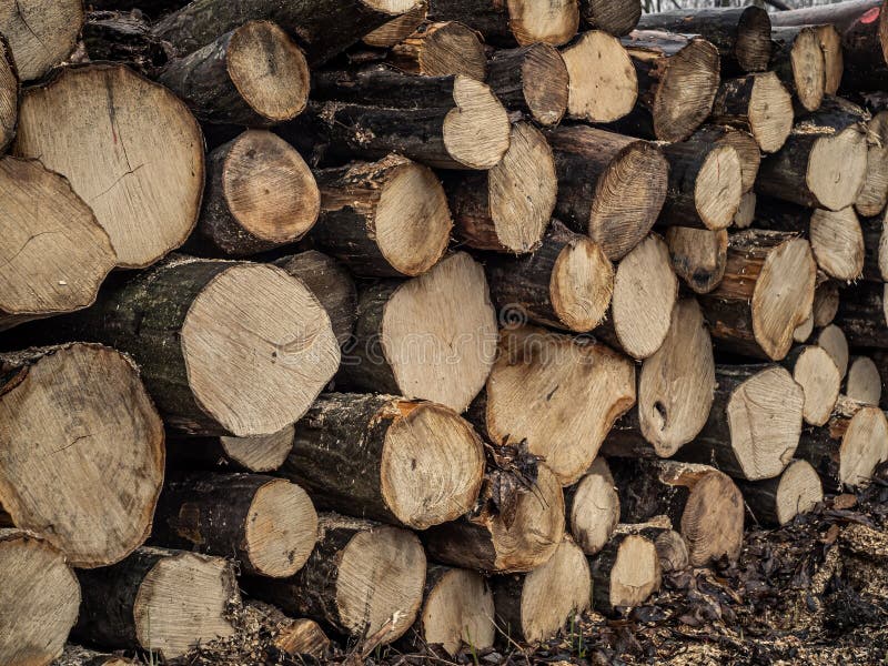 Closeup Shot of a Hardwood Log Pile Stock Image - Image of shape, pile ...