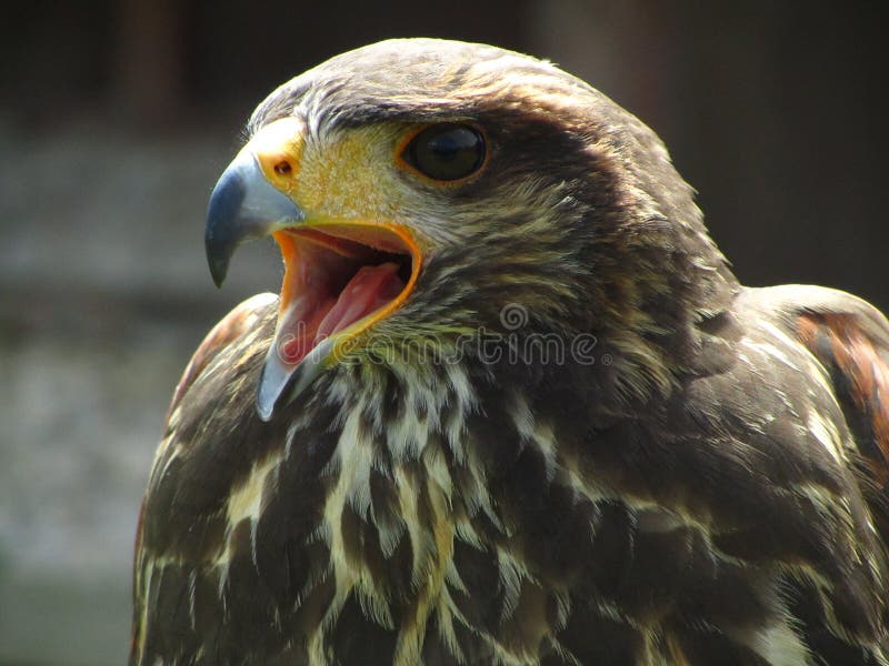 23,050 Hawk Beak Photos - Free & Royalty-Free Stock Photos from Dreamstime