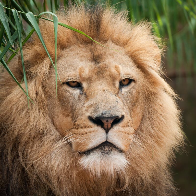 Closeup Shot of the Head of a Beautiful Lion Stock Image - Image of ...