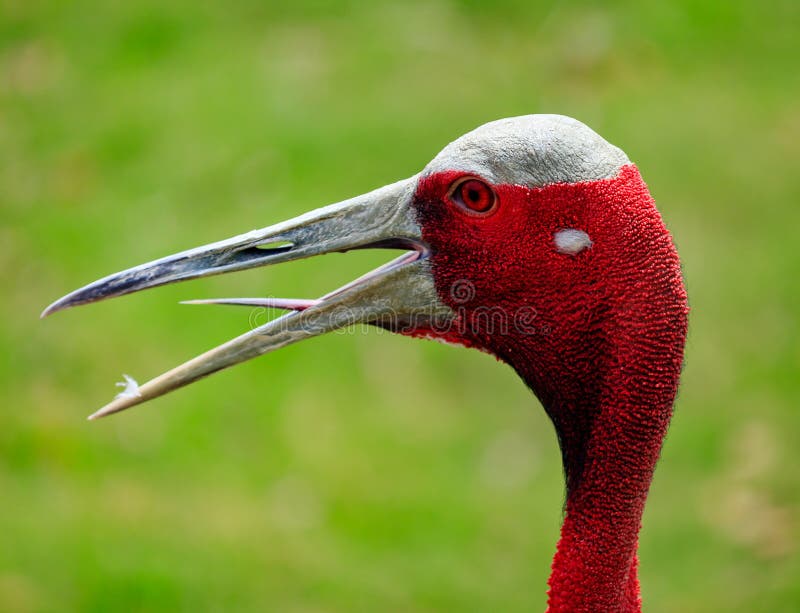 Closeup Shot of the Head of a Beautiful Red Ibis Bird with Blurred ...