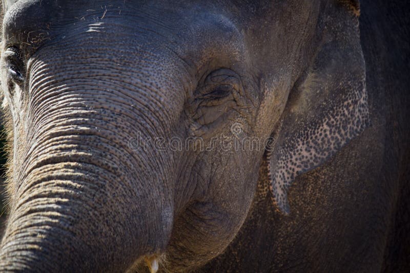 Closeup Shot Of The Head Of An Elephant Stock Photo - Image of ...
