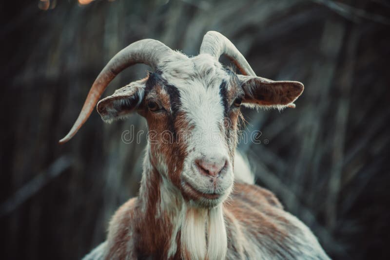 Closeup Shot of the Head of a Goat Stock Photo - Image of nature, sign ...